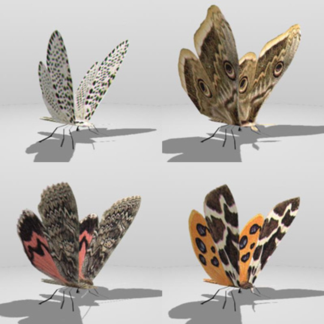 3dsmax moths