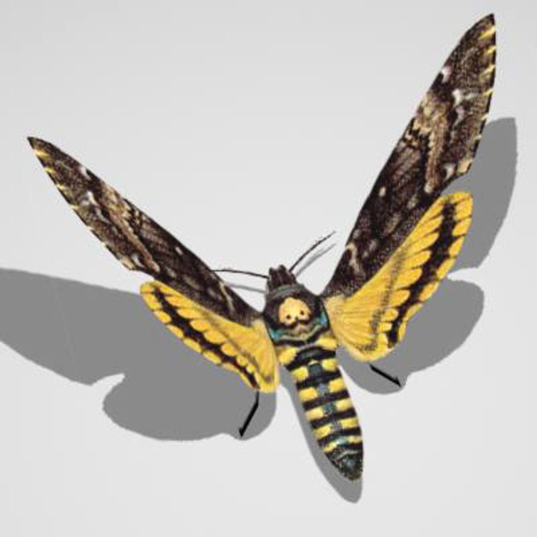 3dsmax moths