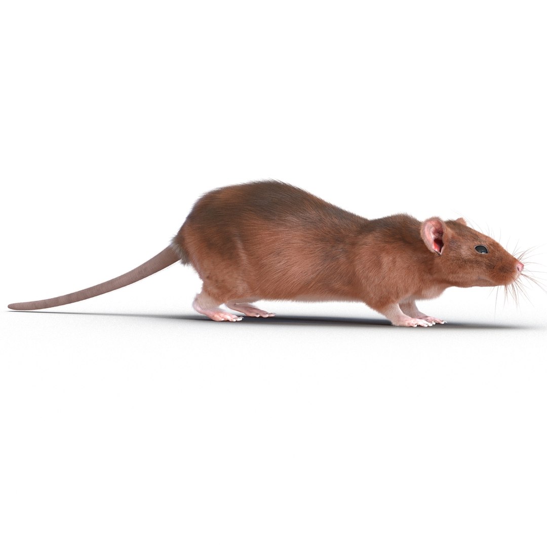 max rat 2 rigged