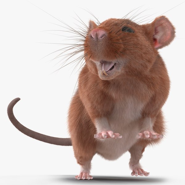 Rigged Rat 3D Models for Download | TurboSquid