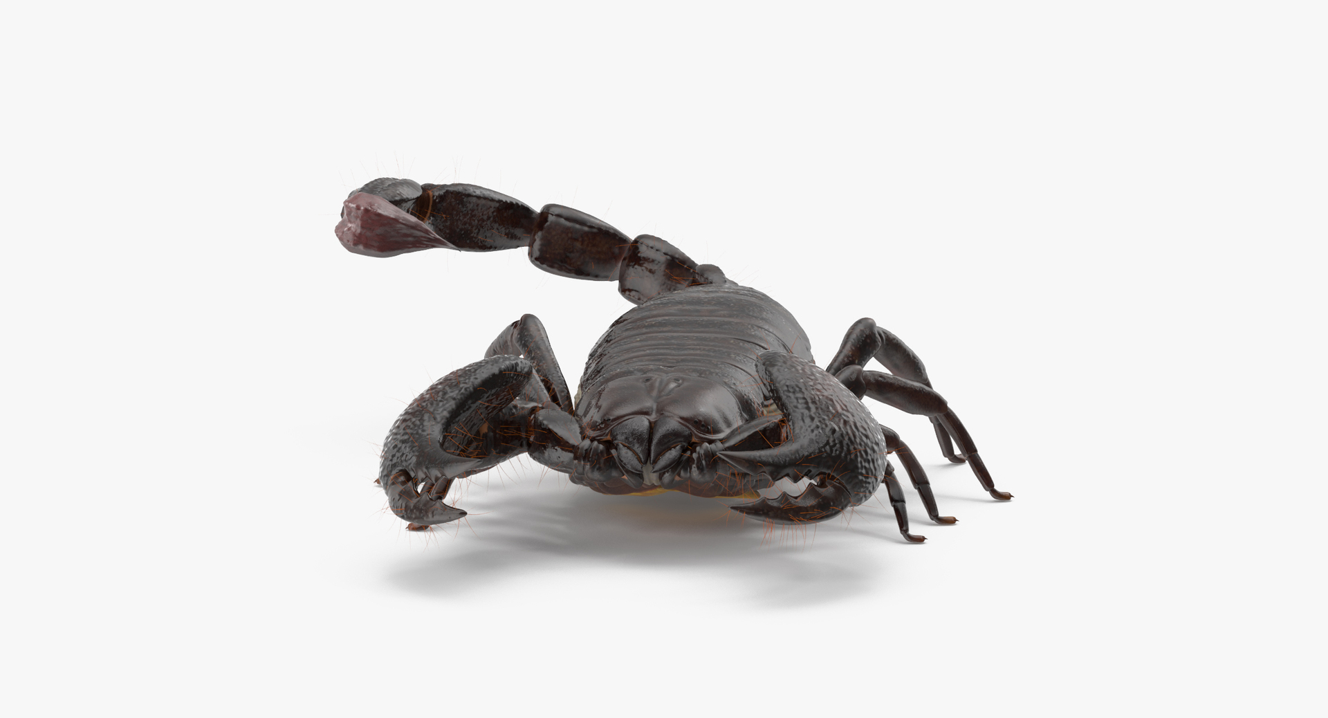 Scorpion Poses 3d Max