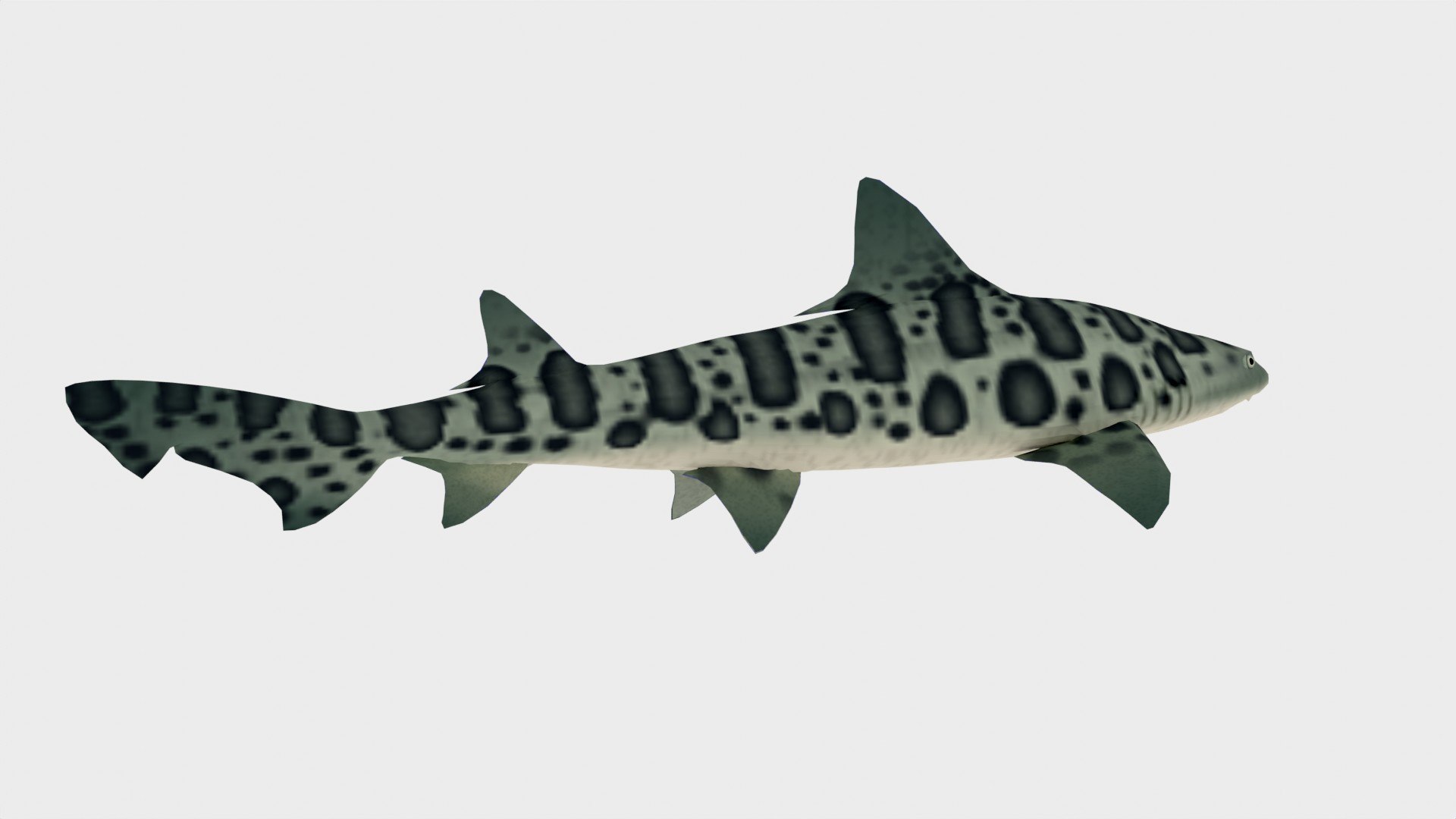 3D Model Leopard Shark Fish 3D Model Low Poly - TurboSquid 2242729