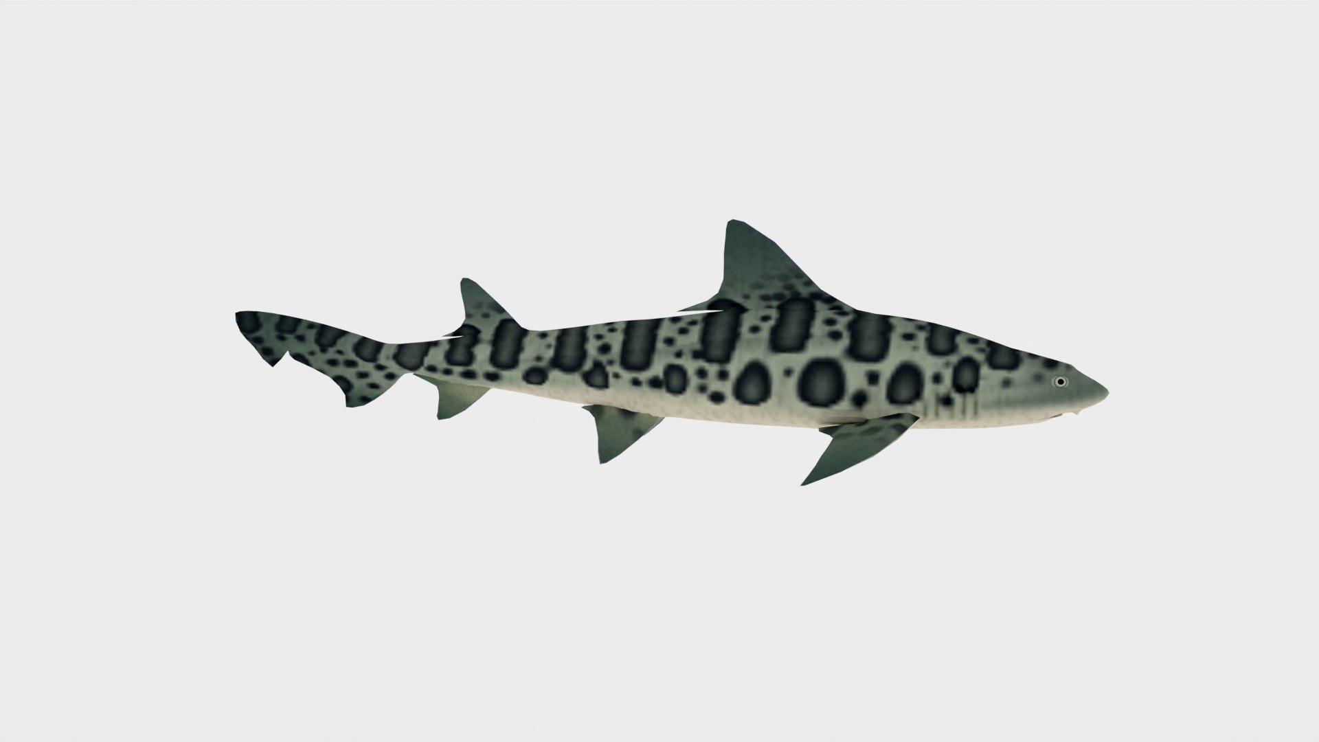 3D Model Leopard Shark Fish 3D Model Low Poly - TurboSquid 2242729