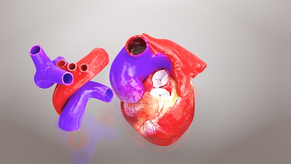 3D Animated Human Heart Anatomy with 2 types cross-section - TurboSquid ...