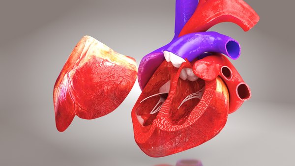 3D Animated Human Heart Anatomy with 2 types cross-section - TurboSquid ...