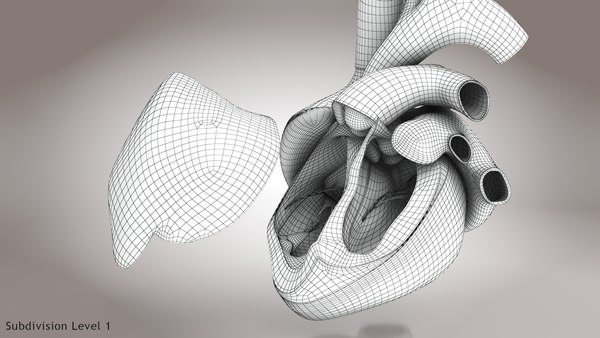 3D Animated Human Heart Anatomy with 2 types cross-section - TurboSquid ...
