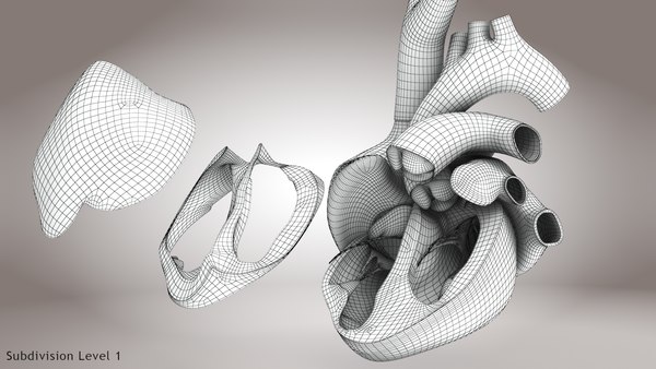 3D Animated Human Heart Anatomy with 2 types cross-section - TurboSquid ...