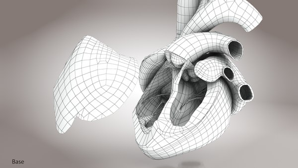 3D Animated Human Heart Anatomy with 2 types cross-section - TurboSquid ...