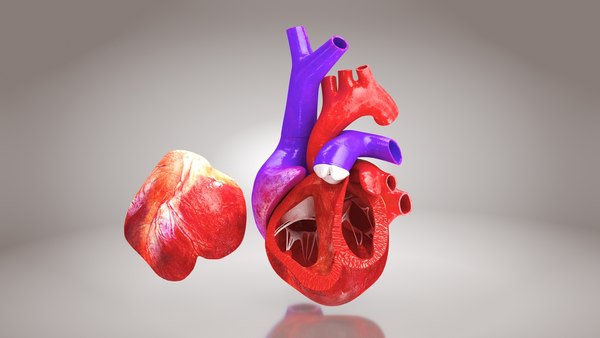 3D Animated Human Heart Anatomy with 2 types cross-section - TurboSquid ...