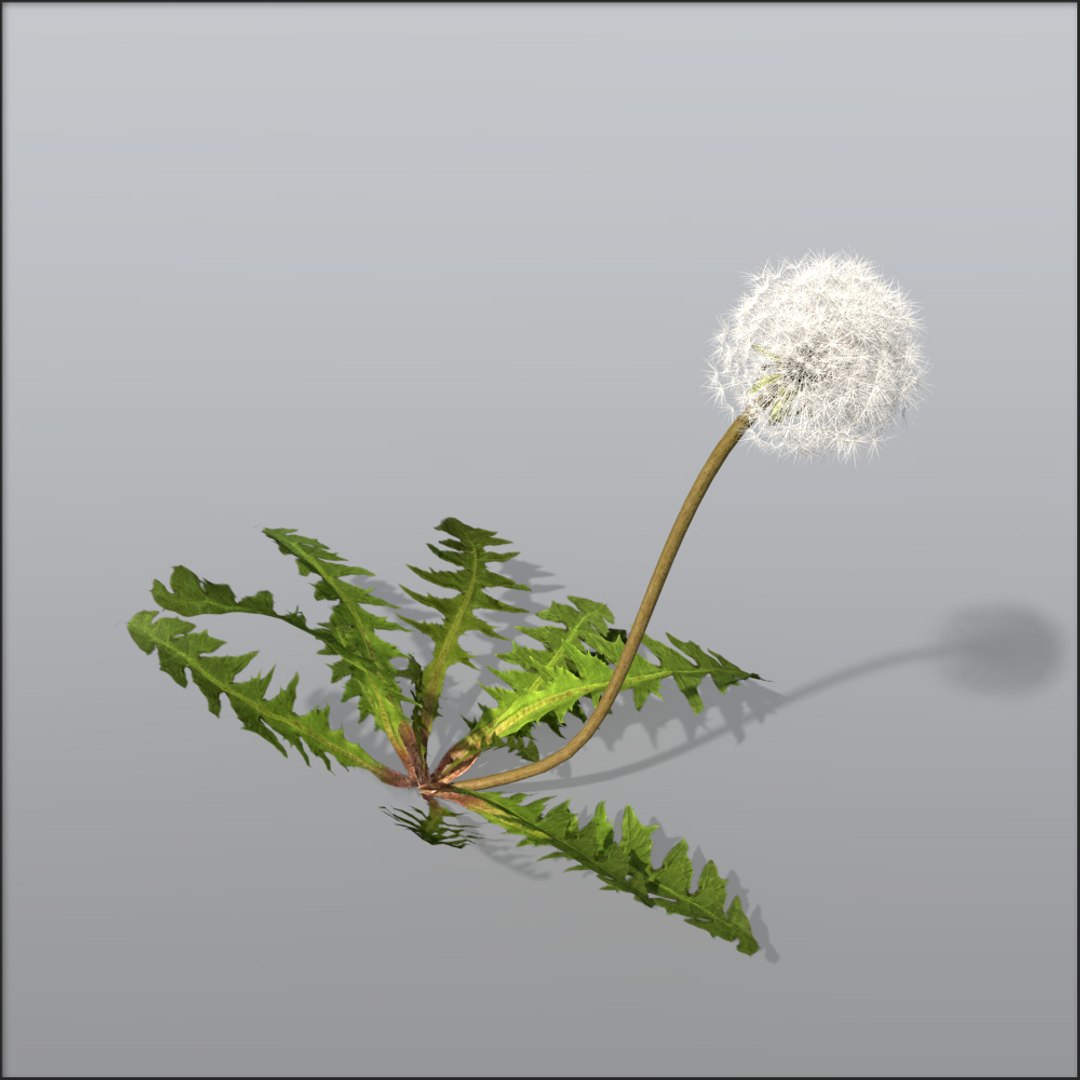 3d Model Dandelion Blossom Seeds