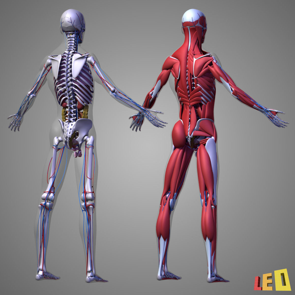 modelo 3d Anatomía humana 2 en 1 - TurboSquid 659517