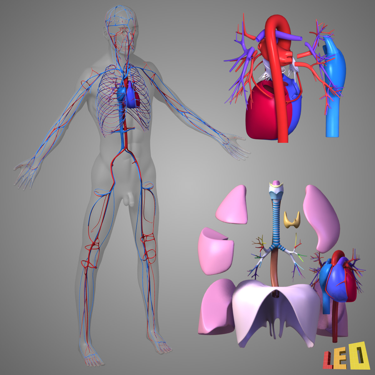 modelo 3d Anatomía humana 2 en 1 - TurboSquid 659517