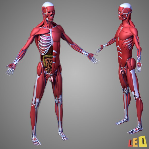 modelo 3d Anatomía humana 2 en 1 - TurboSquid 659517