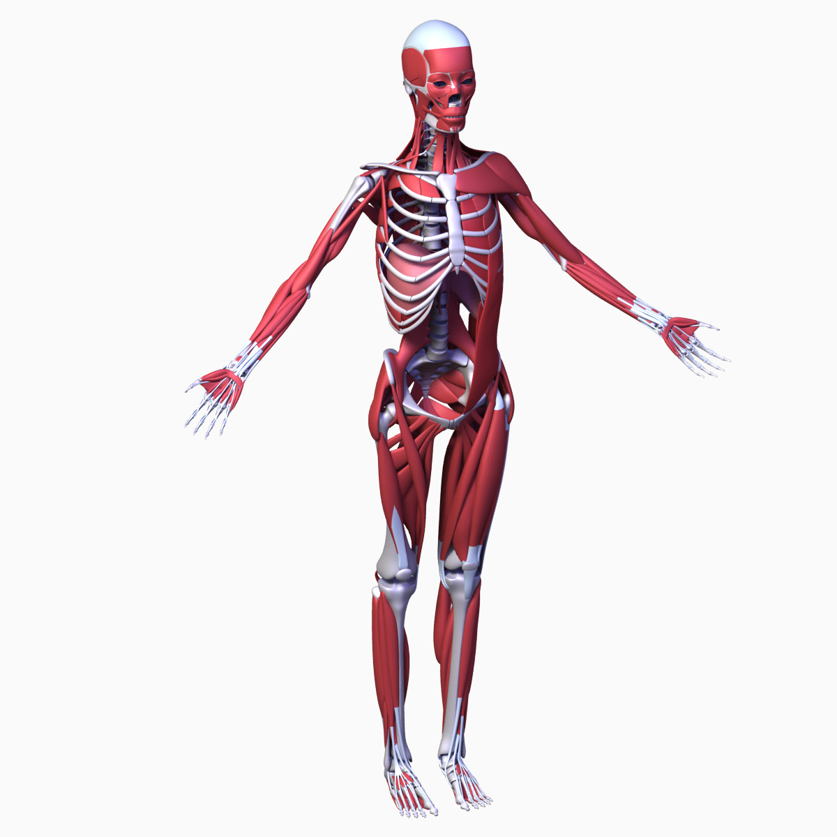 modelo 3d Anatomía humana 2 en 1 - TurboSquid 659517