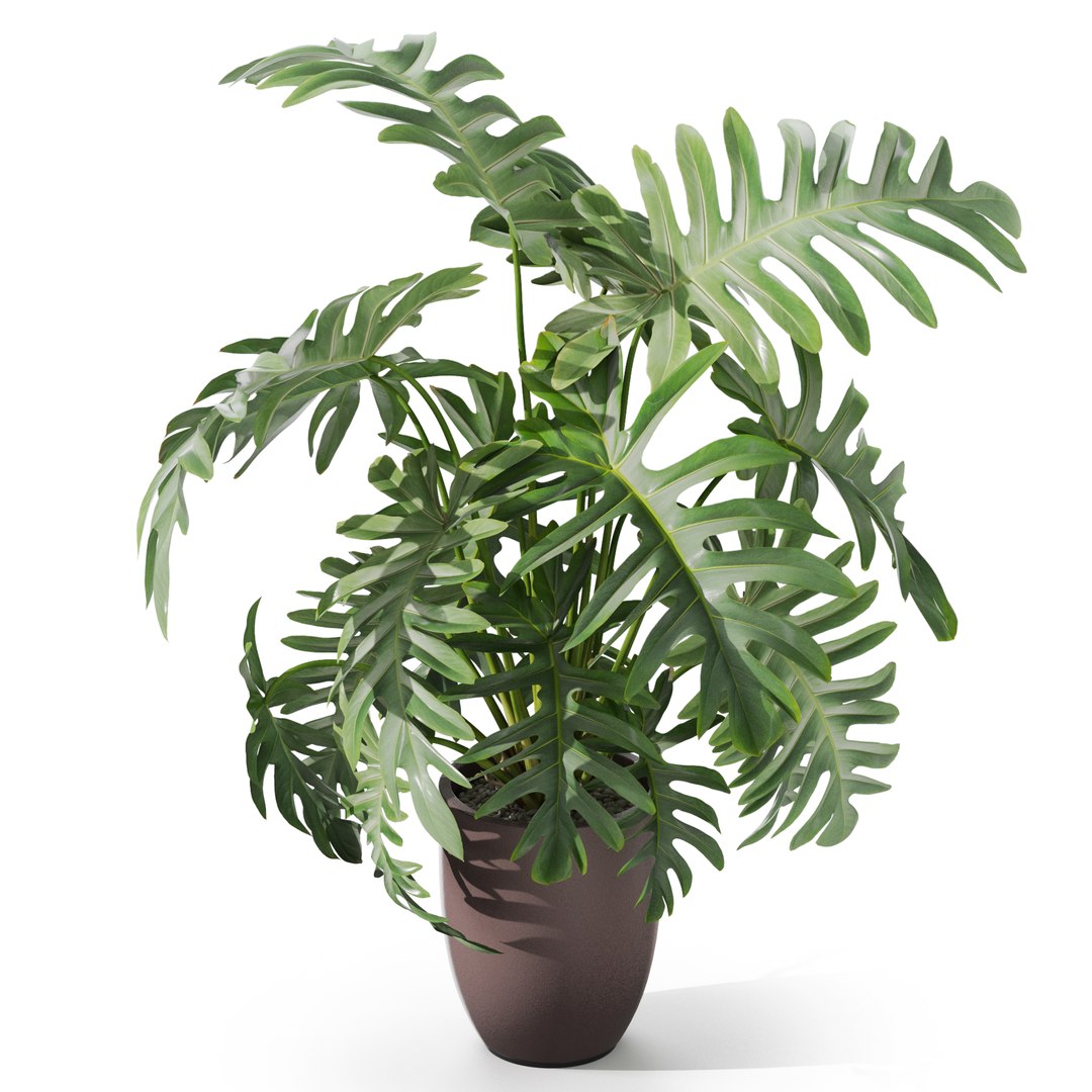 3D Plants Collection 1133 - TurboSquid 2287595