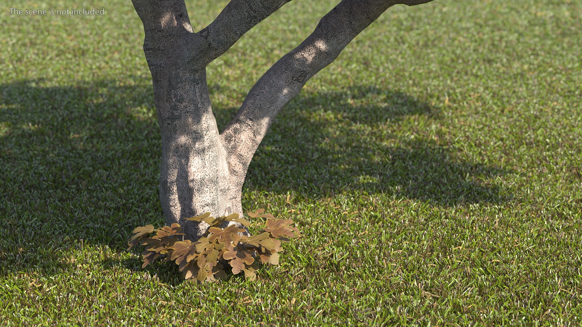 Fig Tree Autumn 3D Model - TurboSquid 1681319