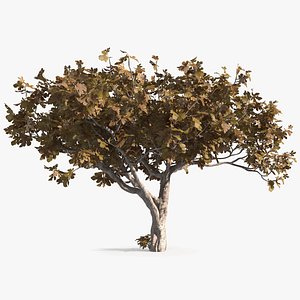 Free 3D Fig-Tree Models | TurboSquid