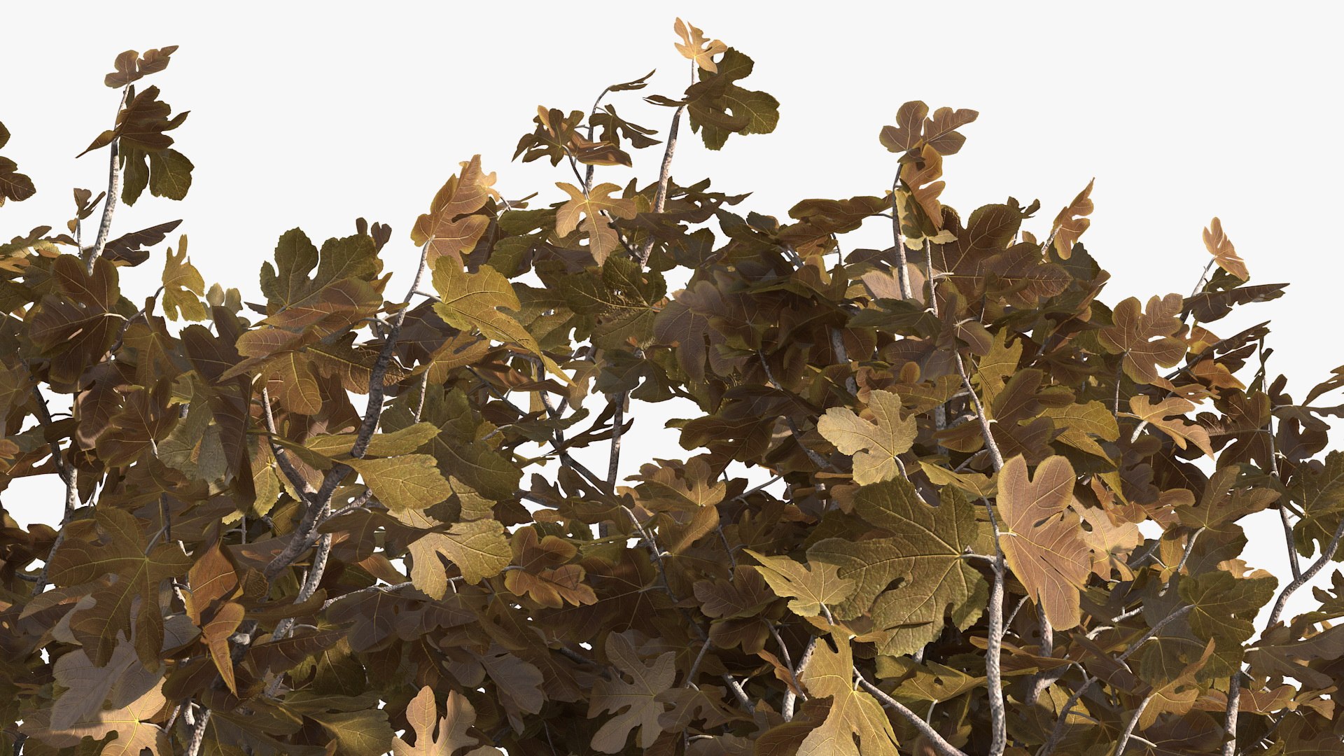 Fig tree autumn 3D model - TurboSquid 1681319