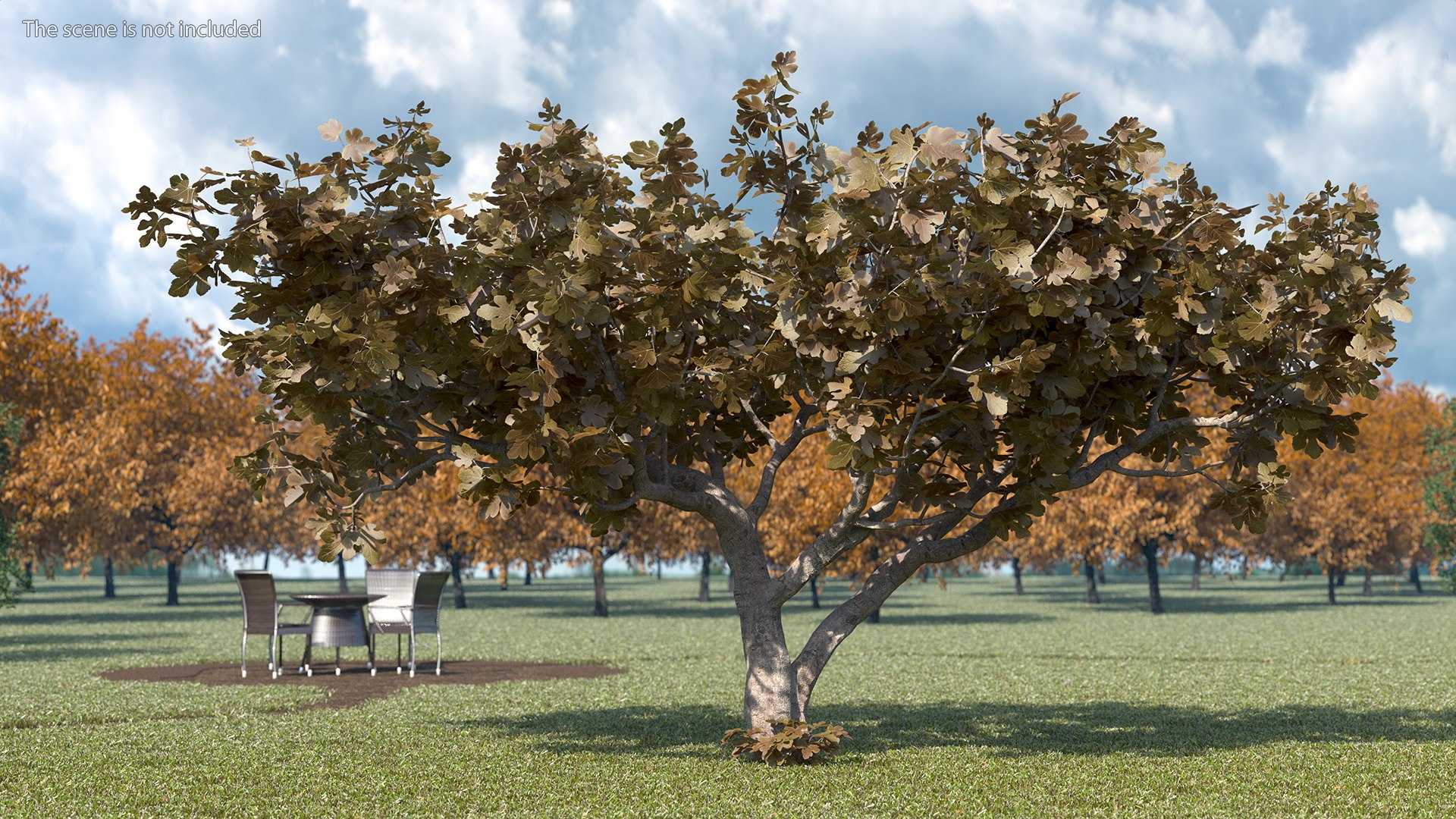Fig Tree Autumn 3D Model - TurboSquid 1681319