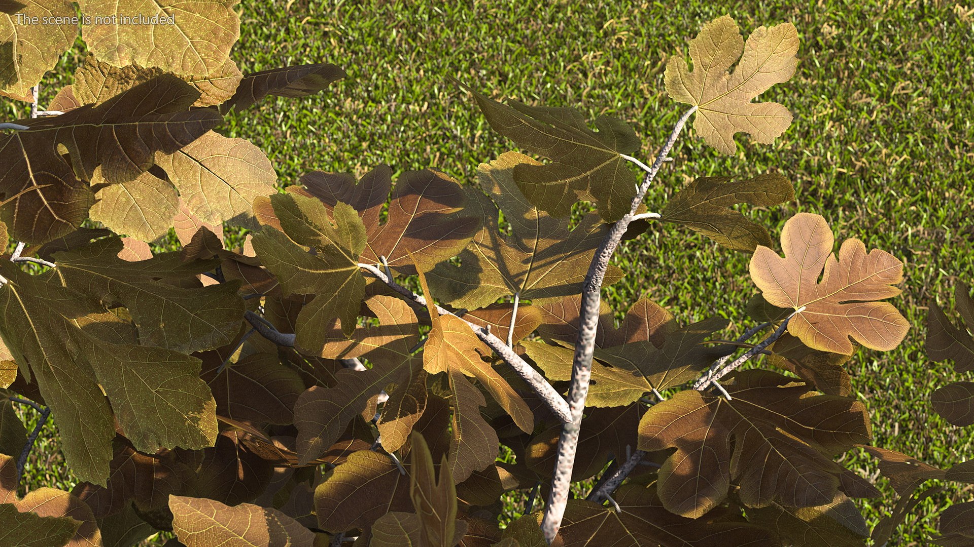 Fig Tree Autumn 3D Model - TurboSquid 1681319