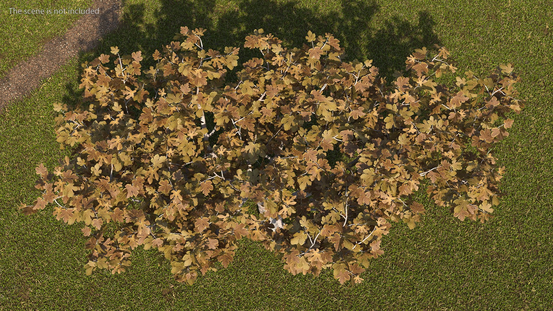 Fig Tree Autumn 3D Model - TurboSquid 1681319
