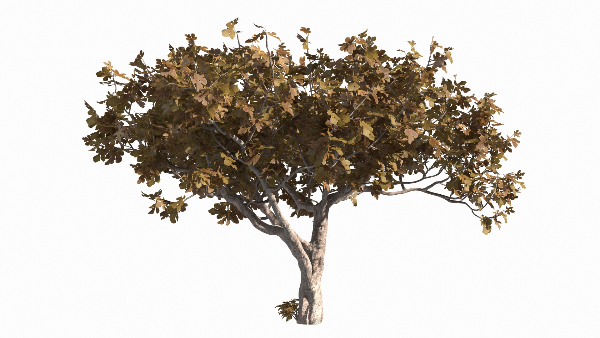 Fig Tree Autumn 3D Model - TurboSquid 1681319