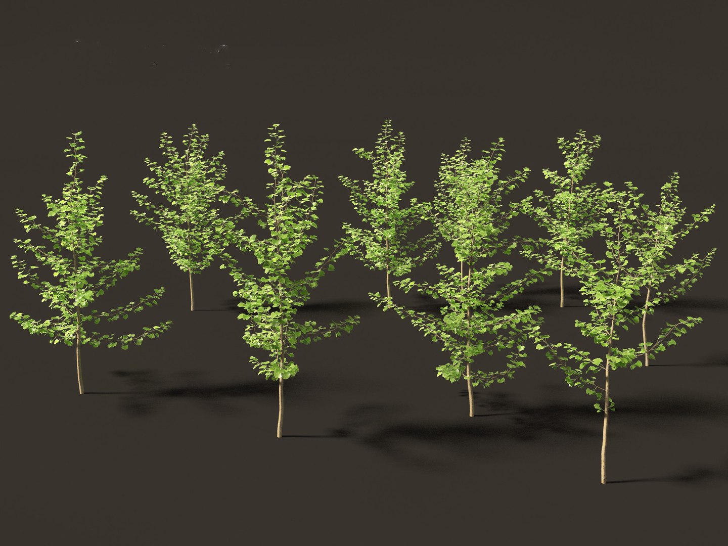 3D Ginkgo Biloba - Maidenhair Tree 06 - TurboSquid 2150080