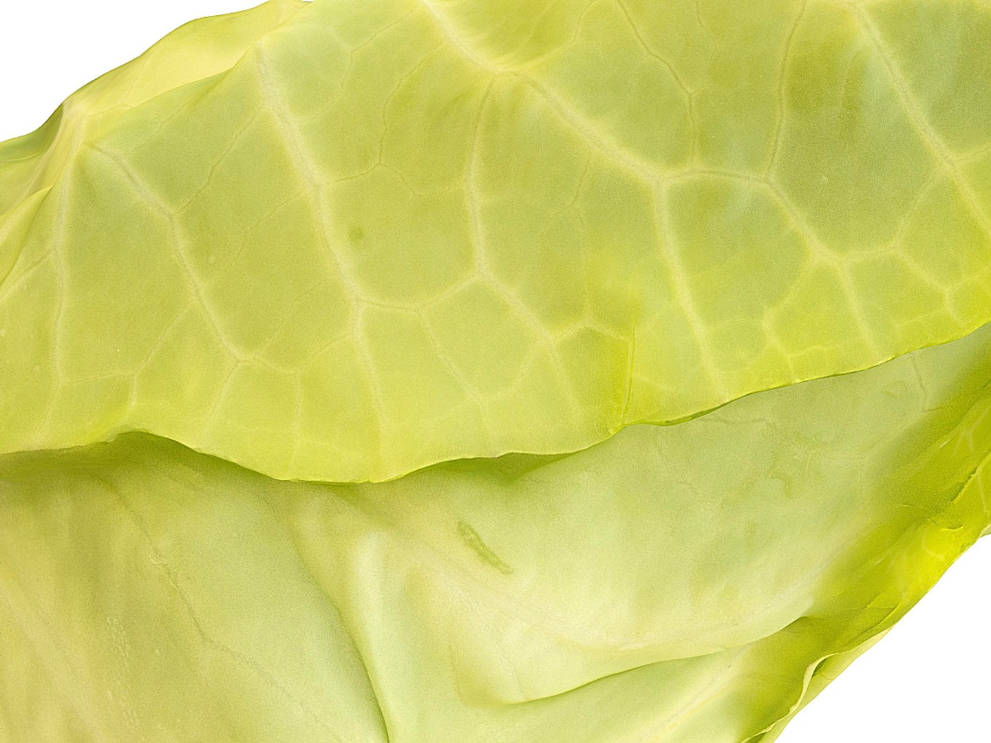 3d Model Lettuce 8k