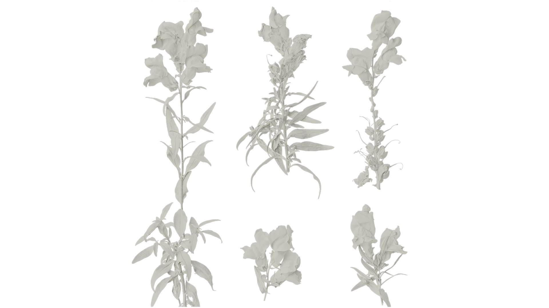 3D Model Anydrafts Antirrhinum Majus Atlas 03 Textures - TurboSquid 2352296