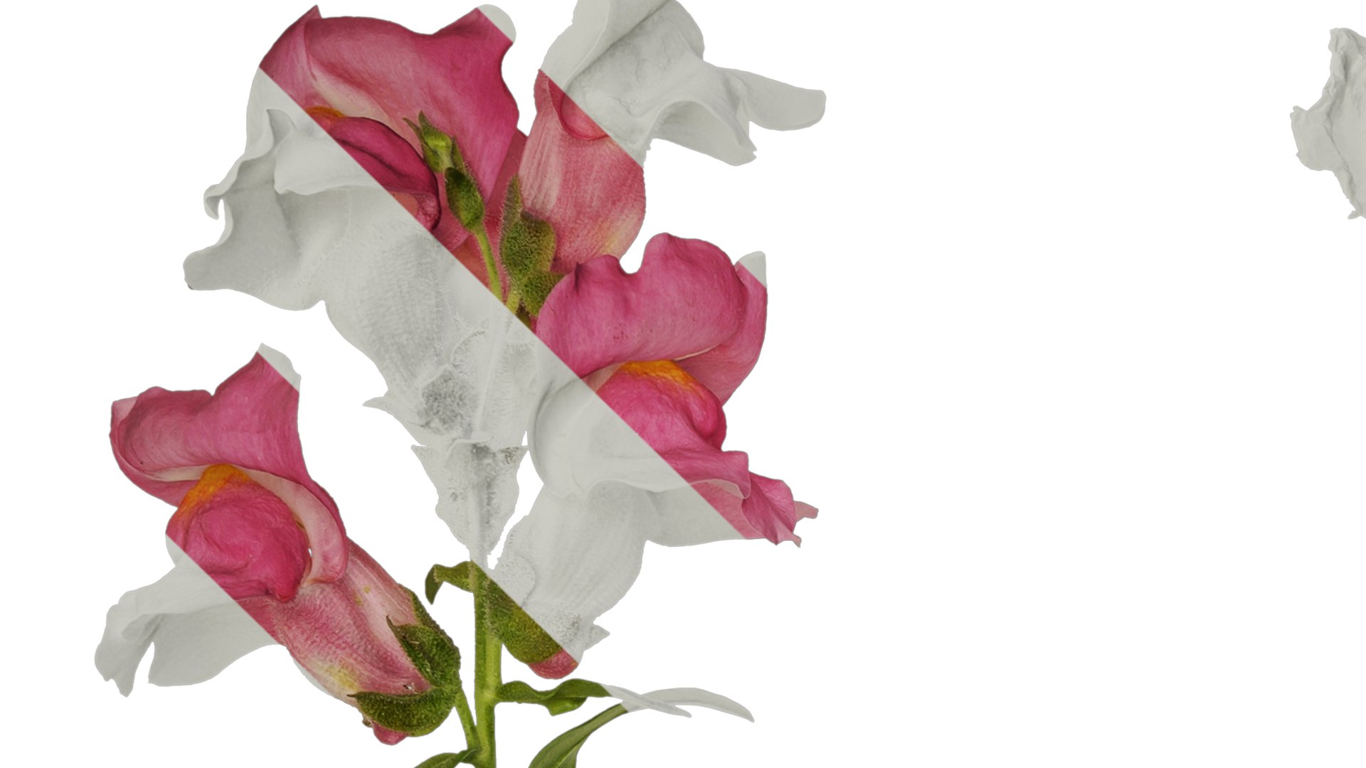 3D Model Anydrafts Antirrhinum Majus Atlas 03 Textures - TurboSquid 2352296