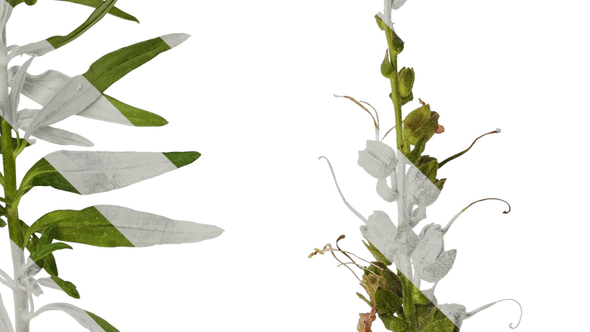 3D Model Anydrafts Antirrhinum Majus Atlas 03 Textures - TurboSquid 2352296