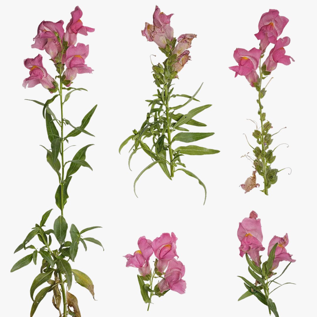 3D Model Anydrafts Antirrhinum Majus Atlas 03 Textures - TurboSquid 2352296