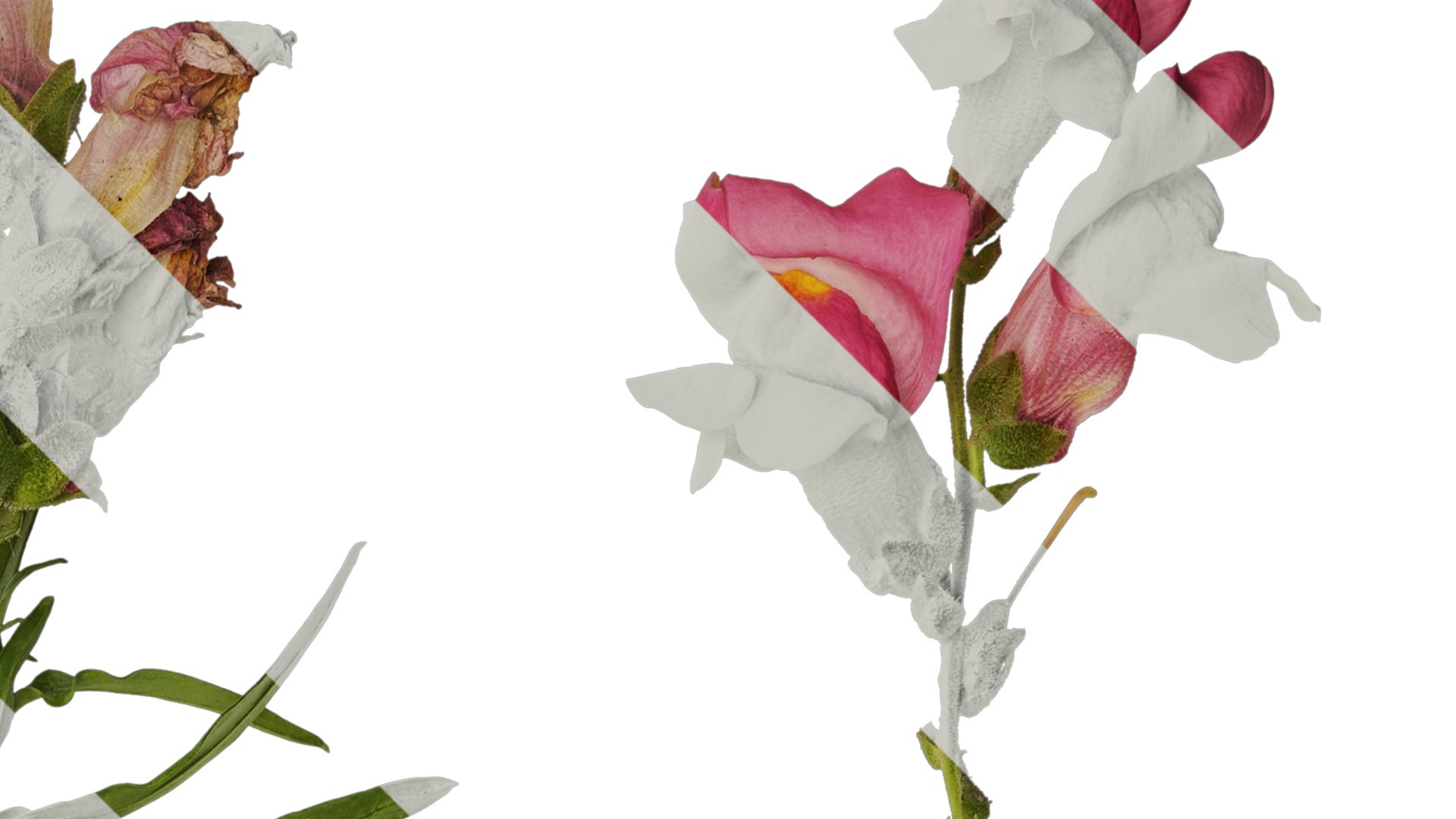 3D Model Anydrafts Antirrhinum Majus Atlas 03 Textures - TurboSquid 2352296