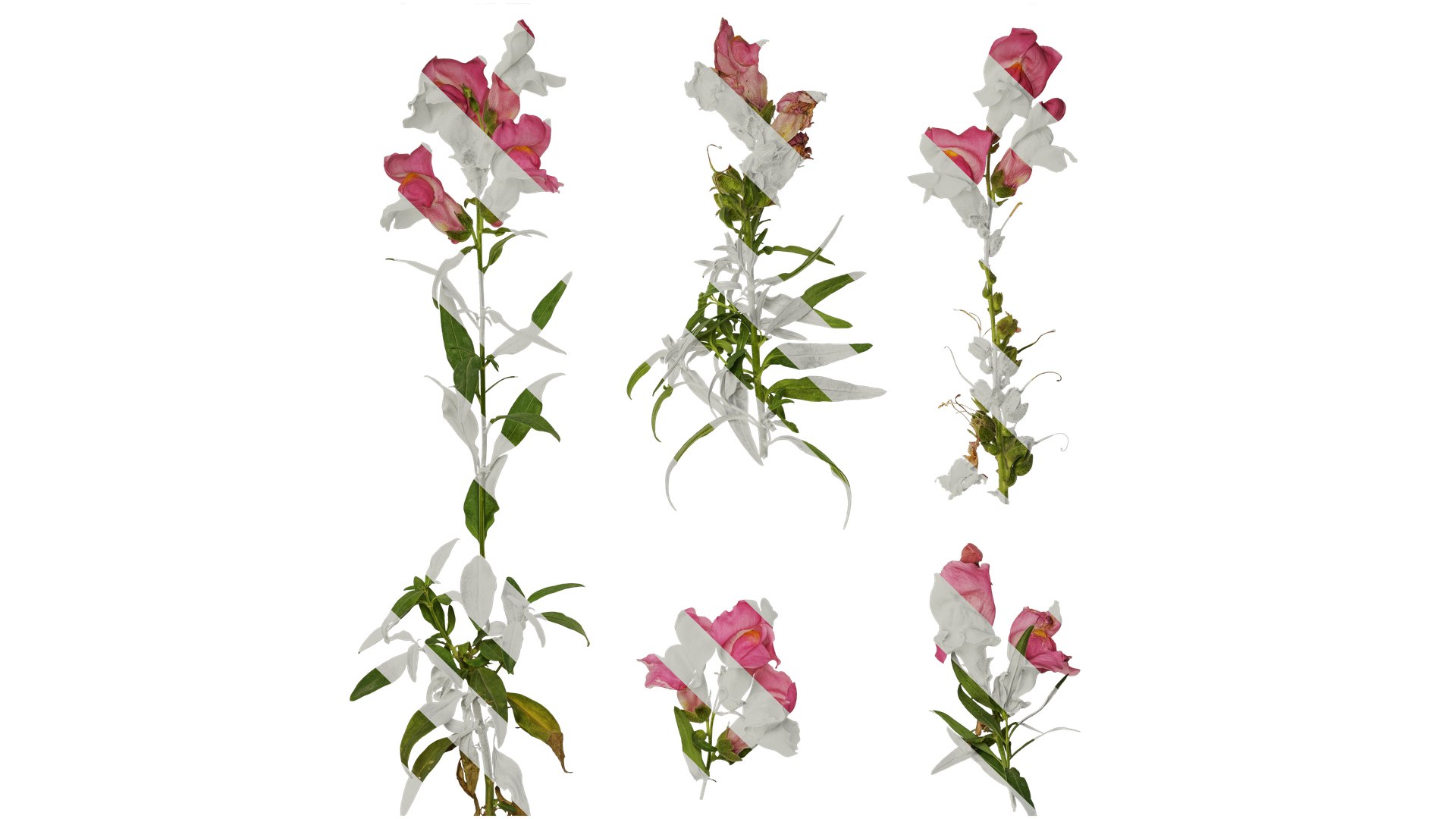 3D Model Anydrafts Antirrhinum Majus Atlas 03 Textures - TurboSquid 2352296