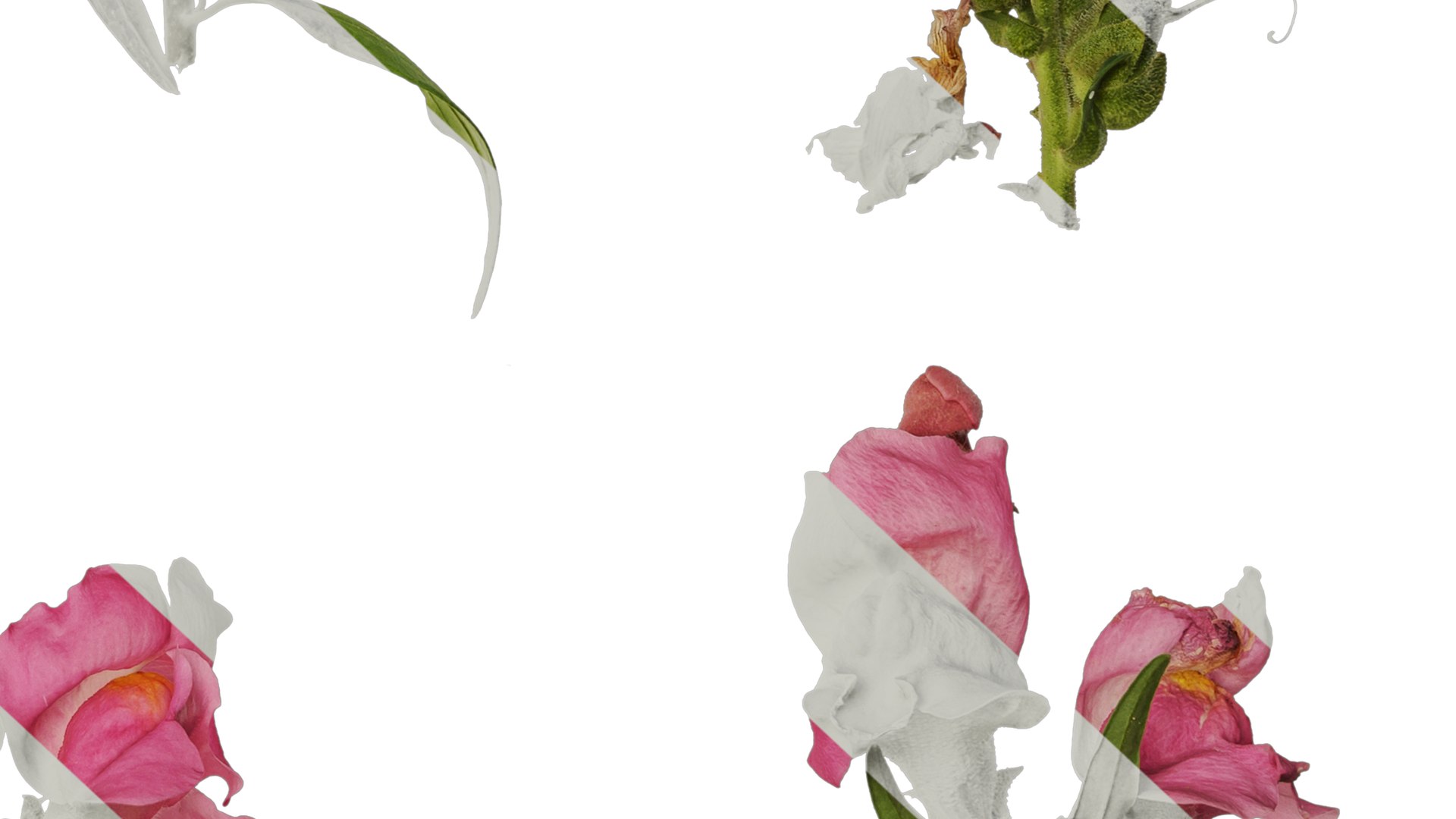 3D Model Anydrafts Antirrhinum Majus Atlas 03 Textures - TurboSquid 2352296