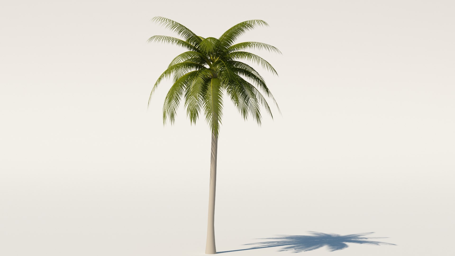 Maya Palm Tree