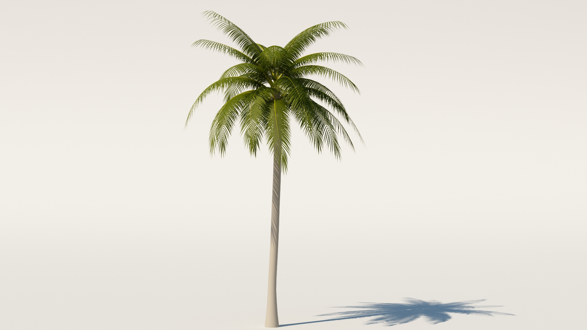 Maya Palm Tree