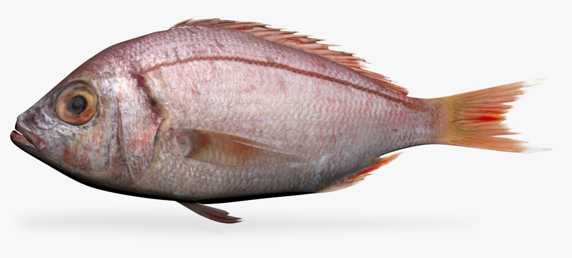 Redfish Ocean Perch 3D - TurboSquid 1418105