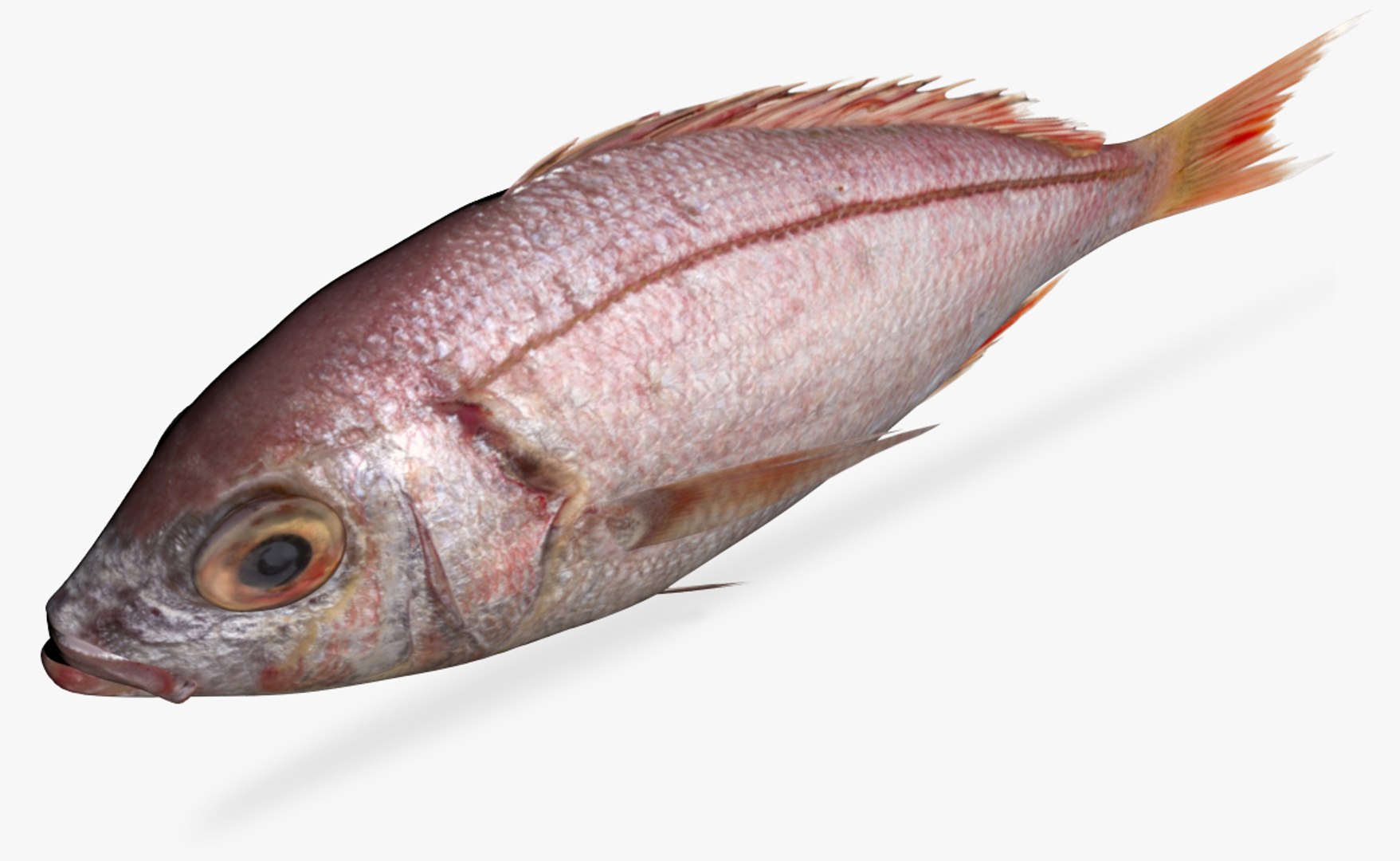 Redfish Ocean Perch 3D - TurboSquid 1418105