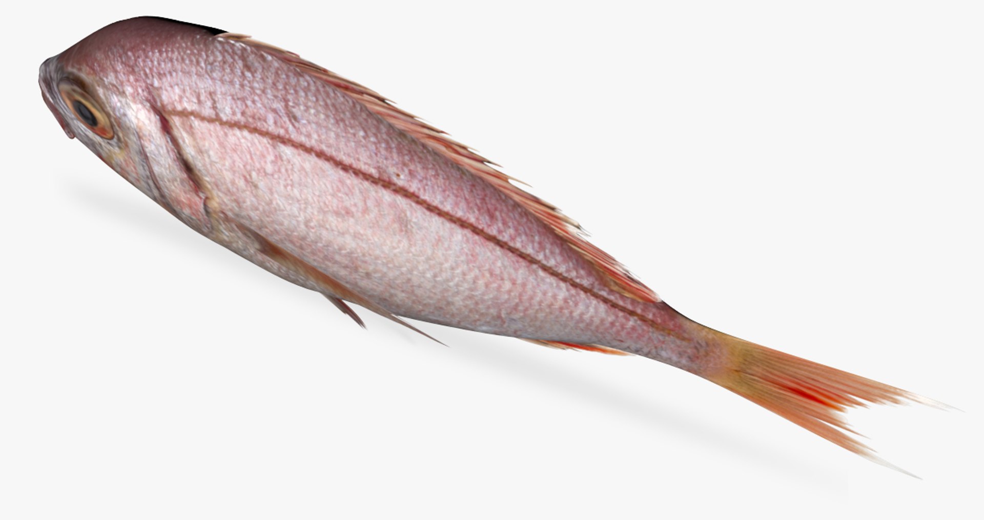 Redfish Ocean Perch 3D - TurboSquid 1418105
