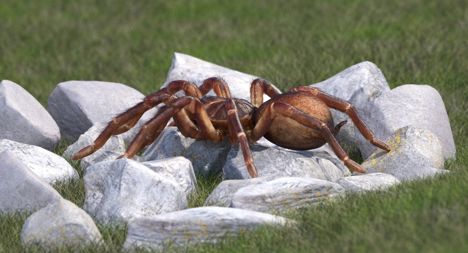 3D Goliath Birdeater Fur - TurboSquid 1258129