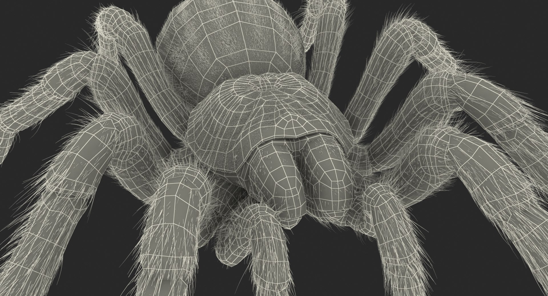 3D goliath birdeater fur - TurboSquid 1258129