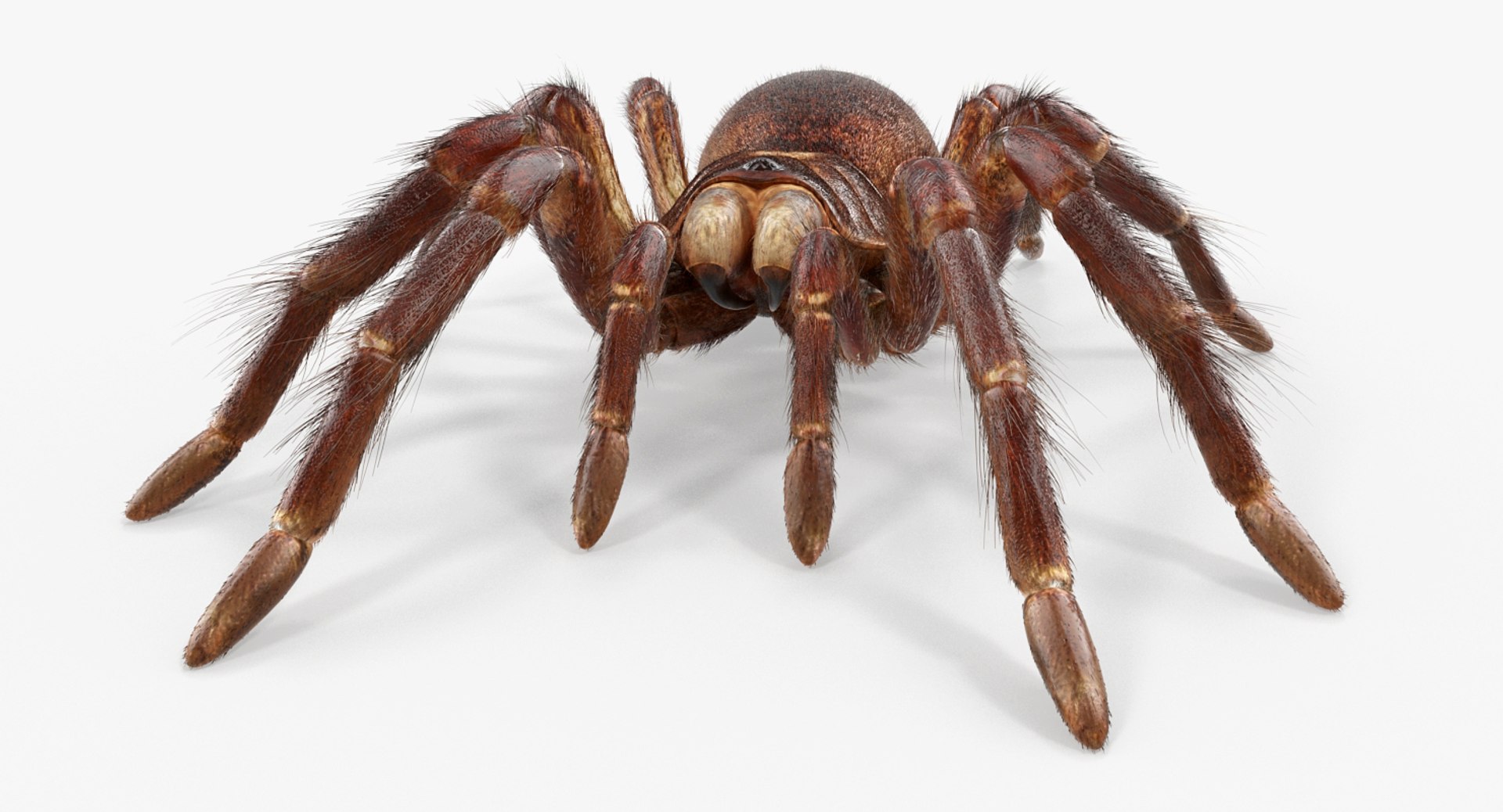3D Goliath Birdeater Fur - TurboSquid 1258129
