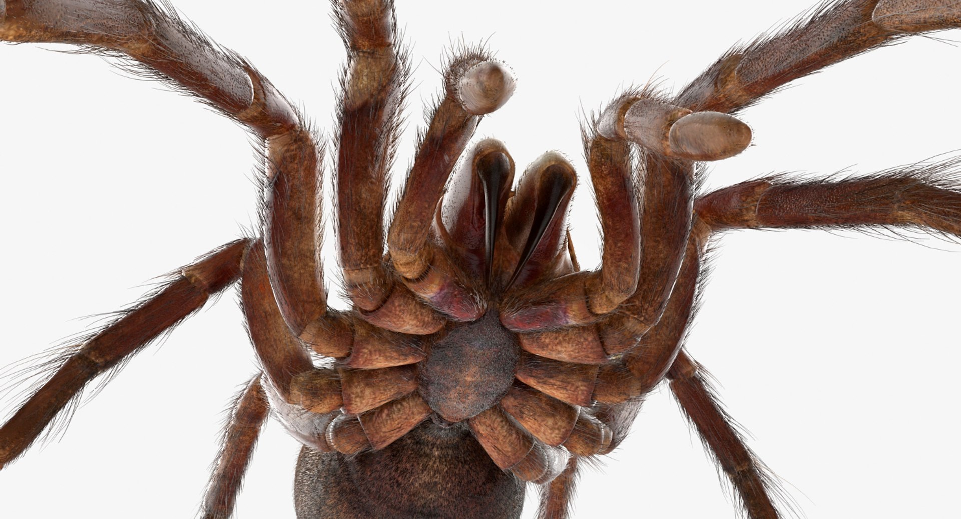 3D goliath birdeater fur - TurboSquid 1258129