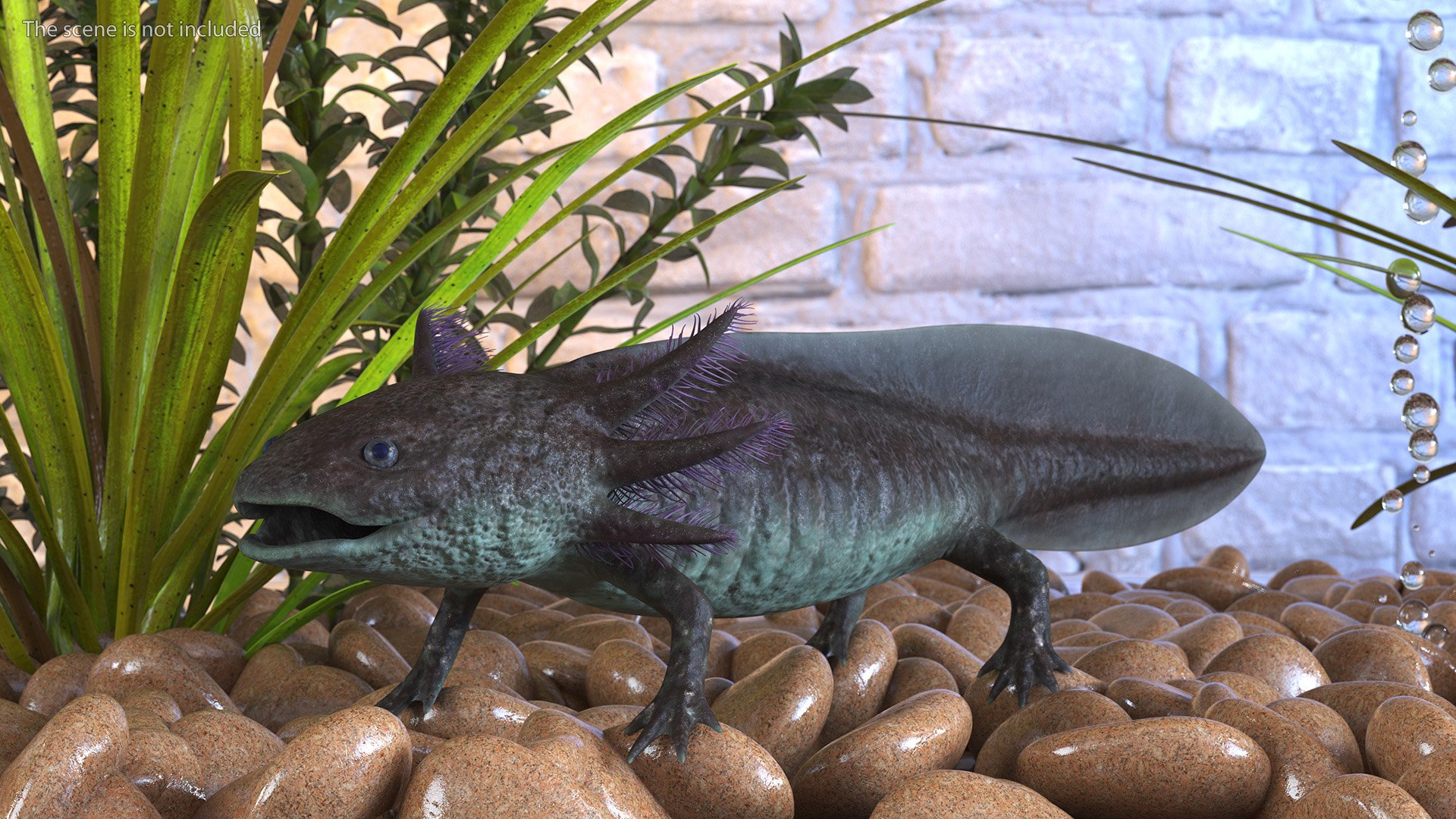 3D Mexican Brown Axolotl Rigged For Cinema 4D - TurboSquid 2248177