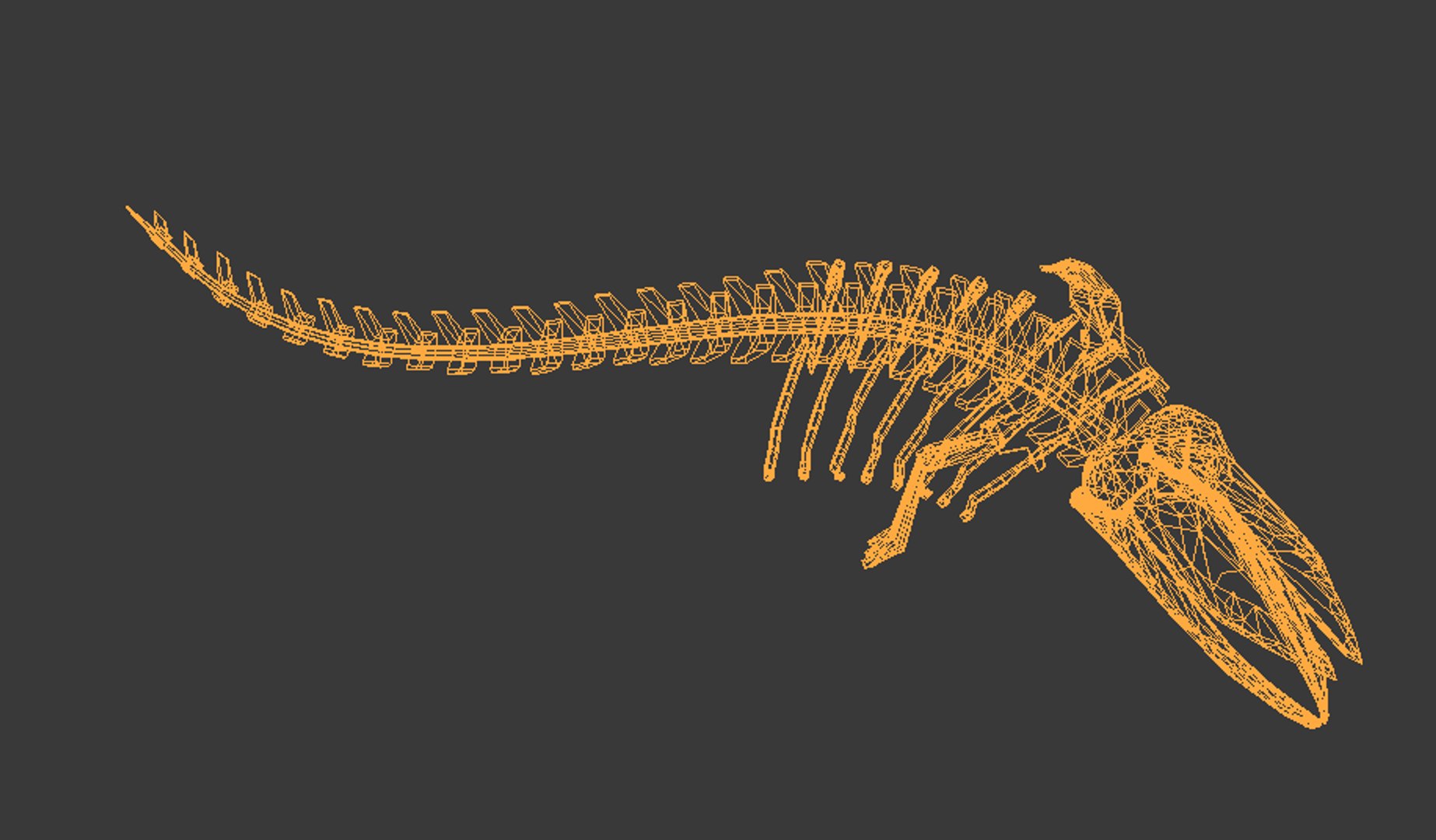 Skeleton Blue Whale 3D Model - TurboSquid 1701161