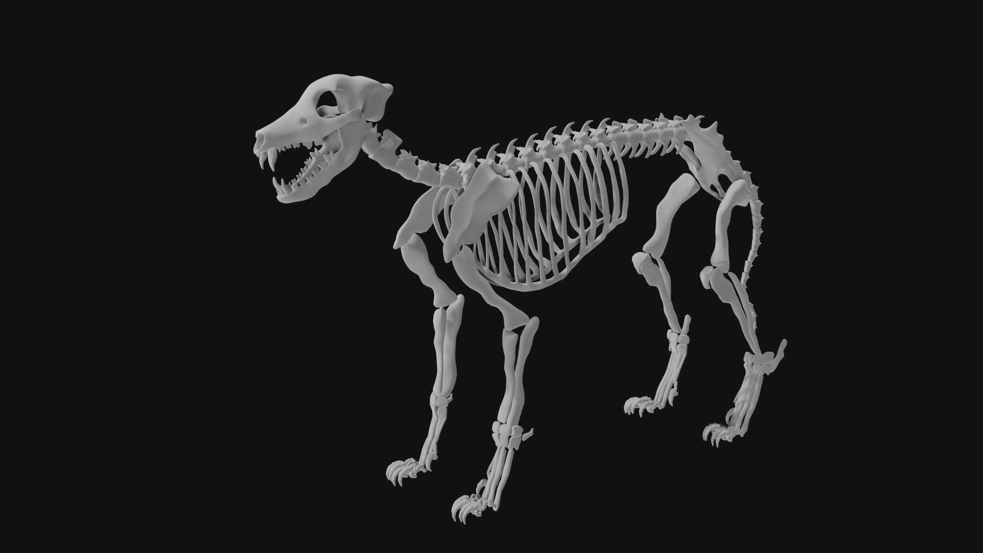 3D Model Wolf Skeleton - TurboSquid 1978158
