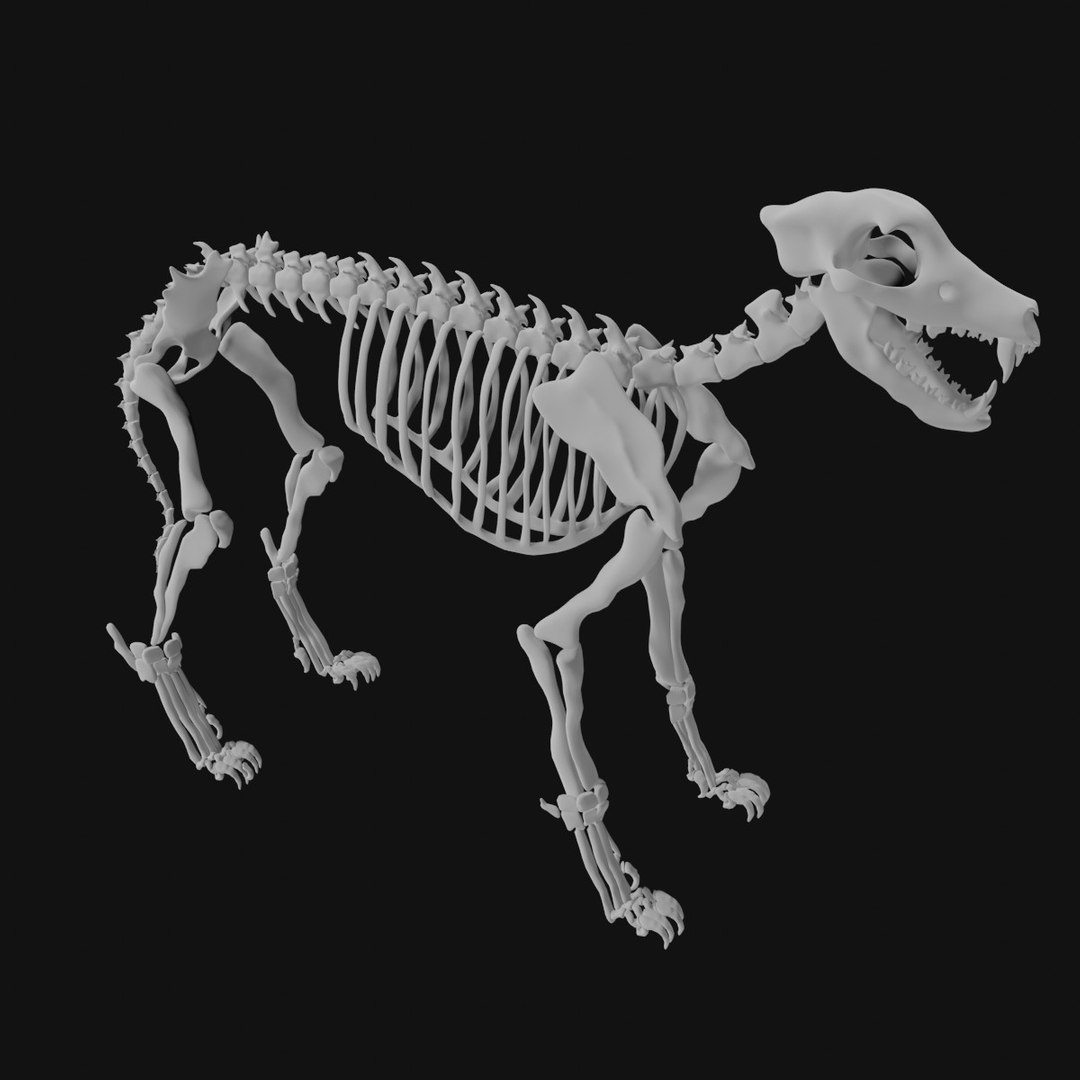 3D Model Wolf Skeleton - TurboSquid 1978158