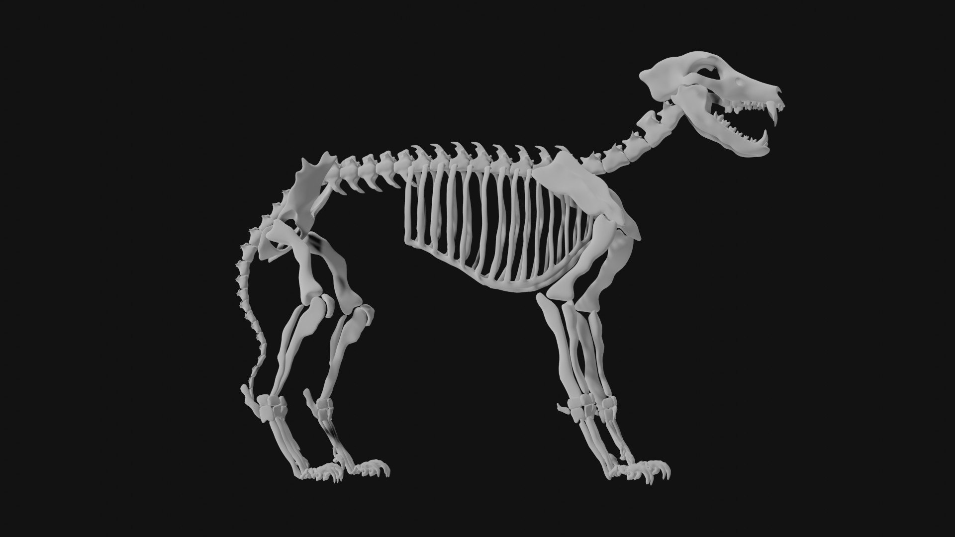 3D Model Wolf Skeleton - TurboSquid 1978158