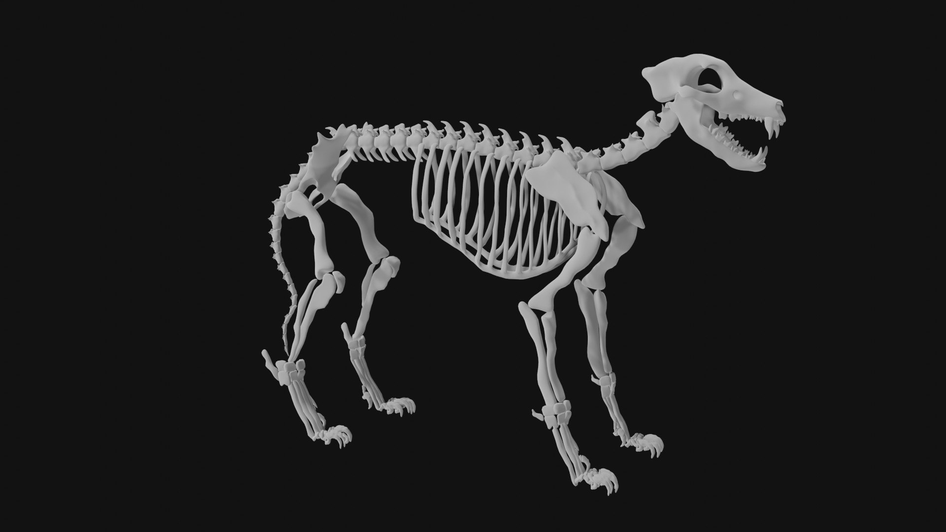 3D Model Wolf Skeleton - TurboSquid 1978158